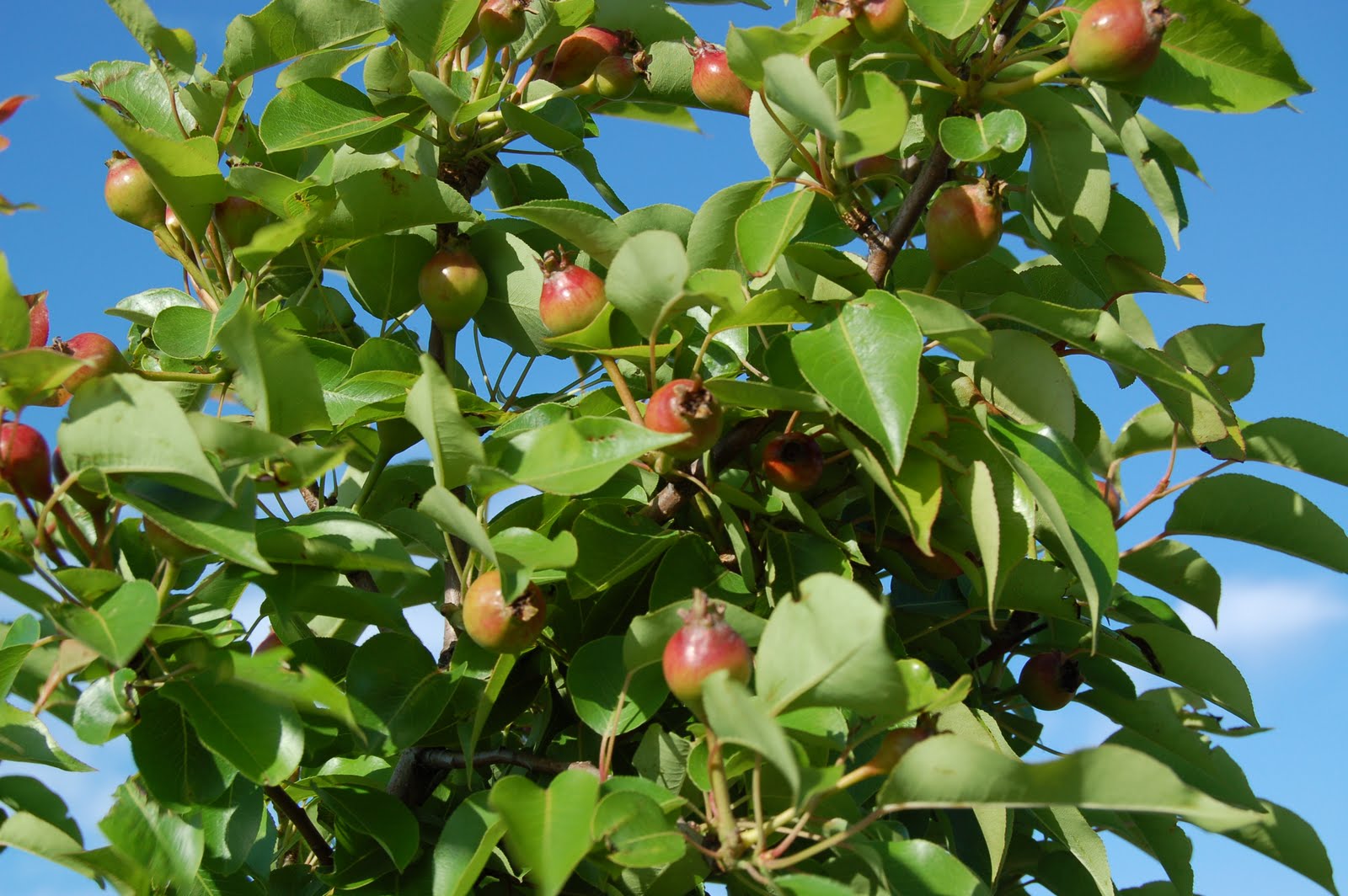 one acre homestead: Each peach, pear, plum...
