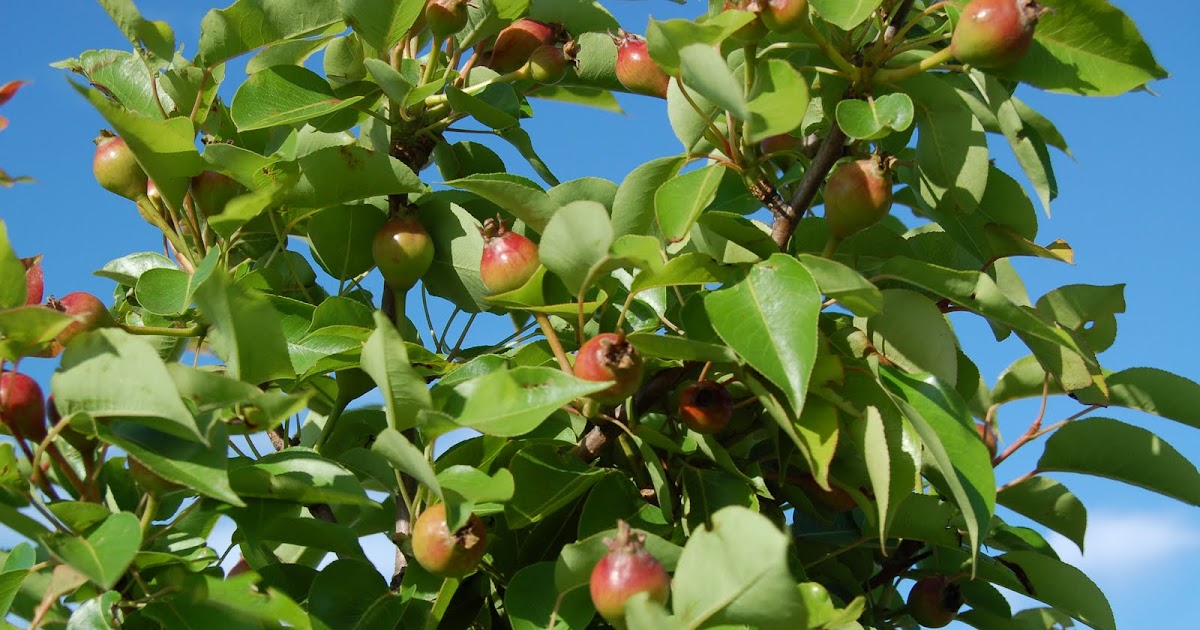 one acre homestead: Each peach, pear, plum...