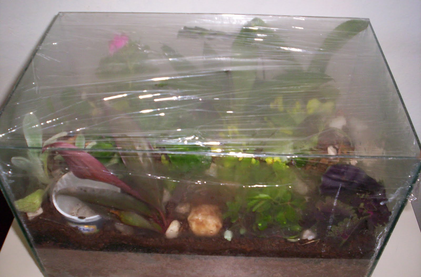 COMUNIDADE ESCOLAR: TERRÁRIO: um pedaço da natureza na sala de aula