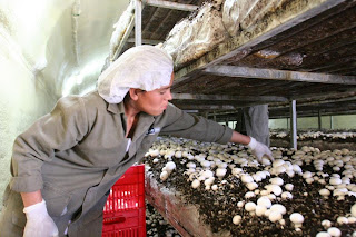 Noticias desde Veracruz