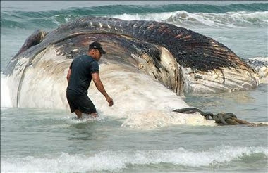 Noticias desde Veracruz