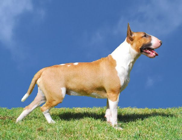 andresychana4ever: bull terrier
