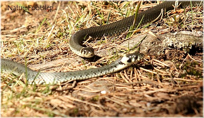 NatureFootstep Photography Archived: Veckans närkontakter - Close ...