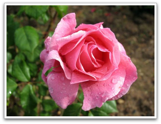 Blog Villazonista: 23 de abril, día del libro y la rosa