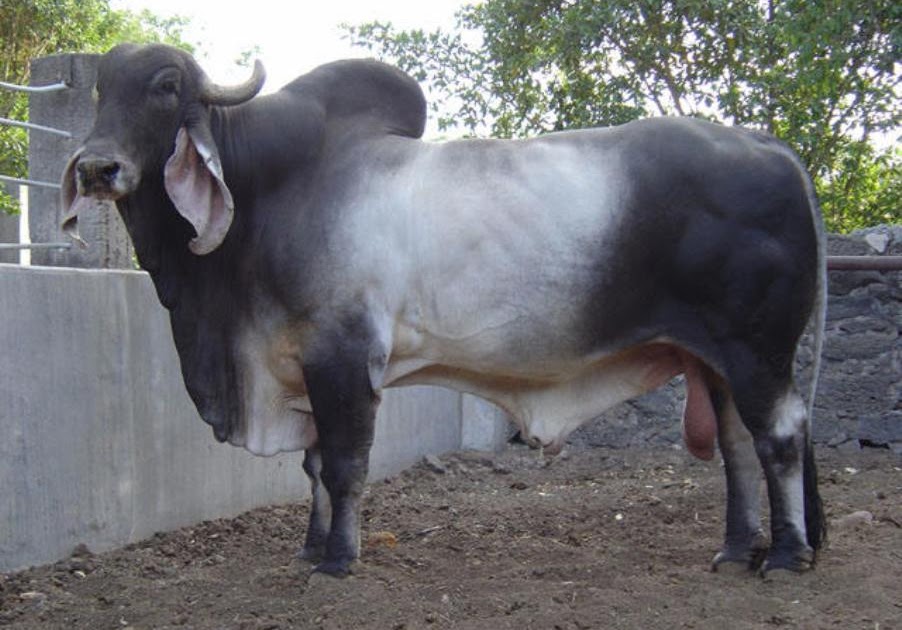 Escuela de medicina veterinaria y zootecnia.: INDOBRASIL. (BOS INDICUS)