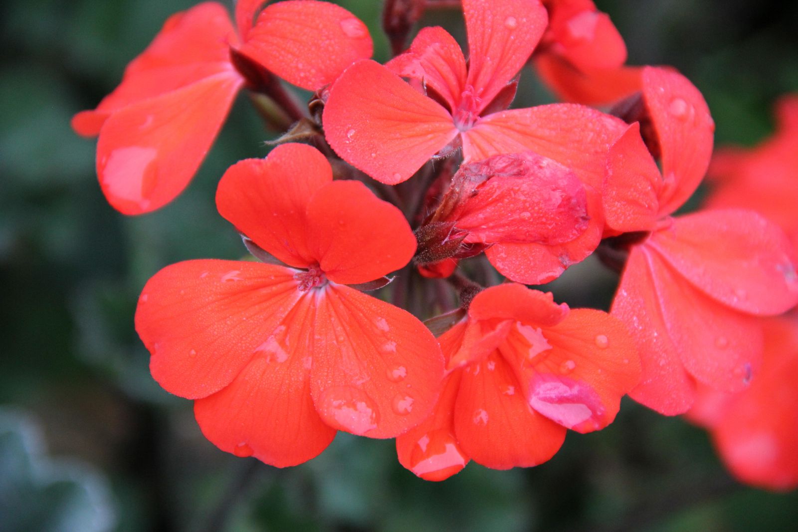 Singapore Plants Lover: Red flowers in autumn