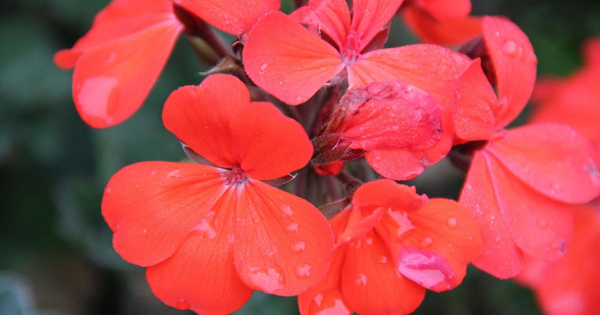 Singapore Plants Lover: Red flowers in autumn