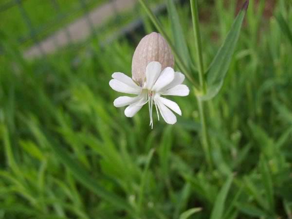 Risotto della Luna, con erba Selene | La Melagranata