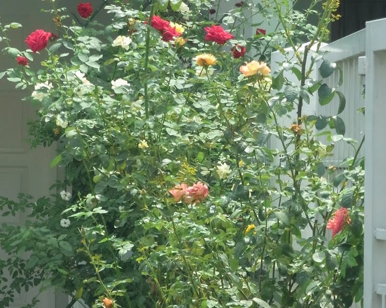 Ide 35+ Pokok Bunga Ros