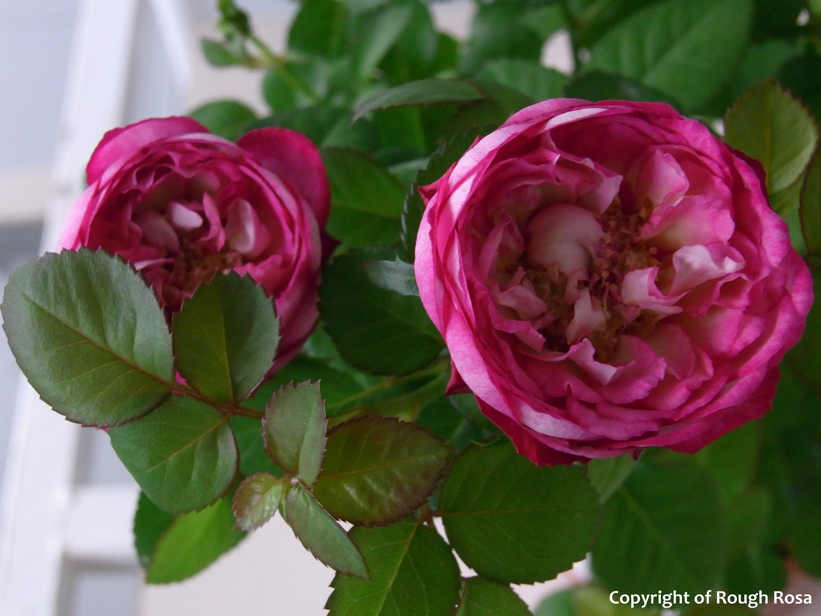 Rosa Sifu - Si Pencinta Bunga Mawar: Understanding the kinds of roses ...