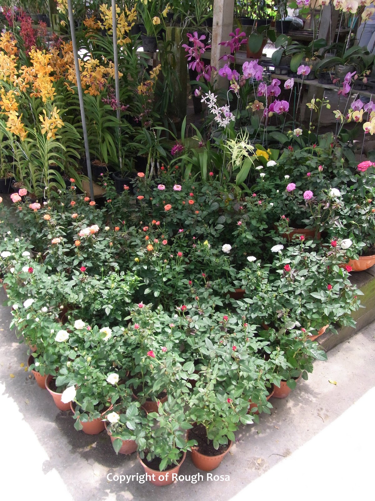 Rosa Sifu - Si Pencinta Bunga Mawar: Understanding the kinds of roses ...