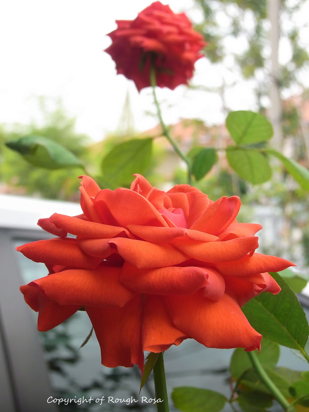 Rosa Sifu - Si Pencinta Bunga Mawar: A bouquet for a day - 2