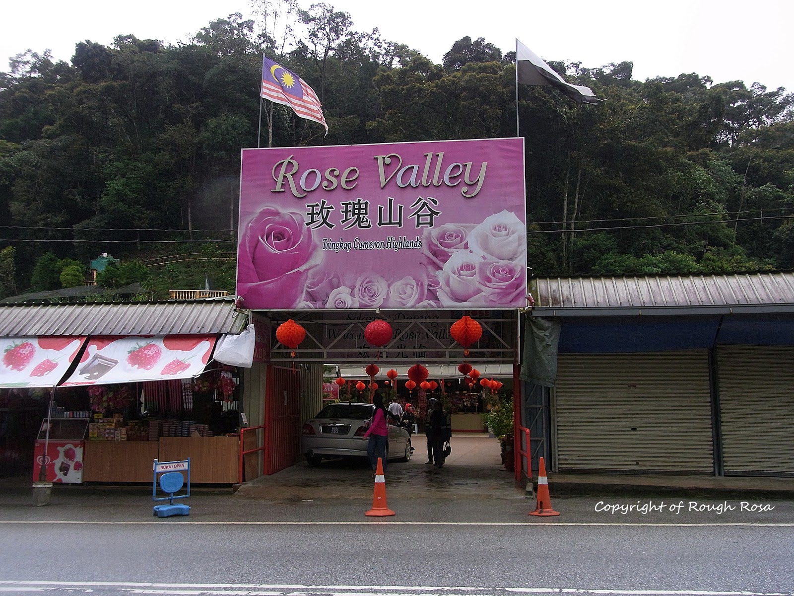 Rosa Sifu - Si Pencinta Bunga Mawar: Rose Valley at Cameron Highlands