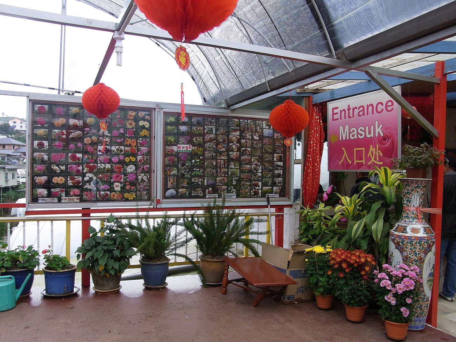 Rosa Sifu - Si Pencinta Bunga Mawar: Rose Valley at Cameron Highlands