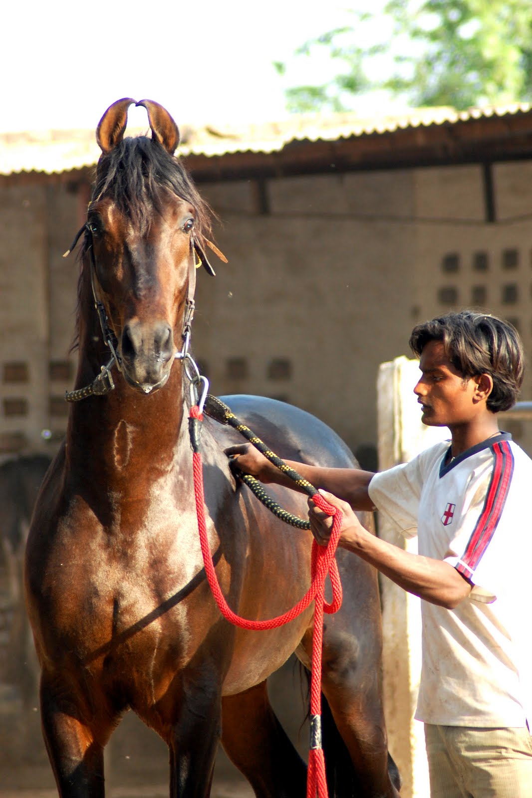 Marwari horse (indigenous horses of india): June 2010