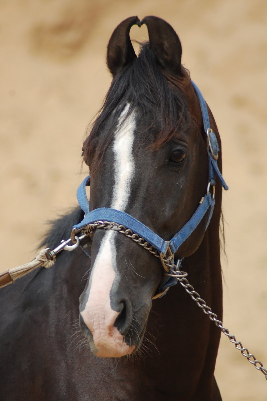 Marwari horse (indigenous horses of india)