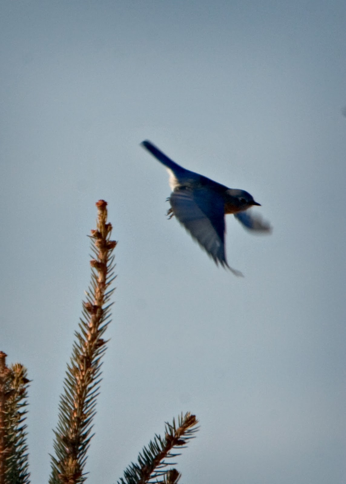 Stephanie Layne Photography