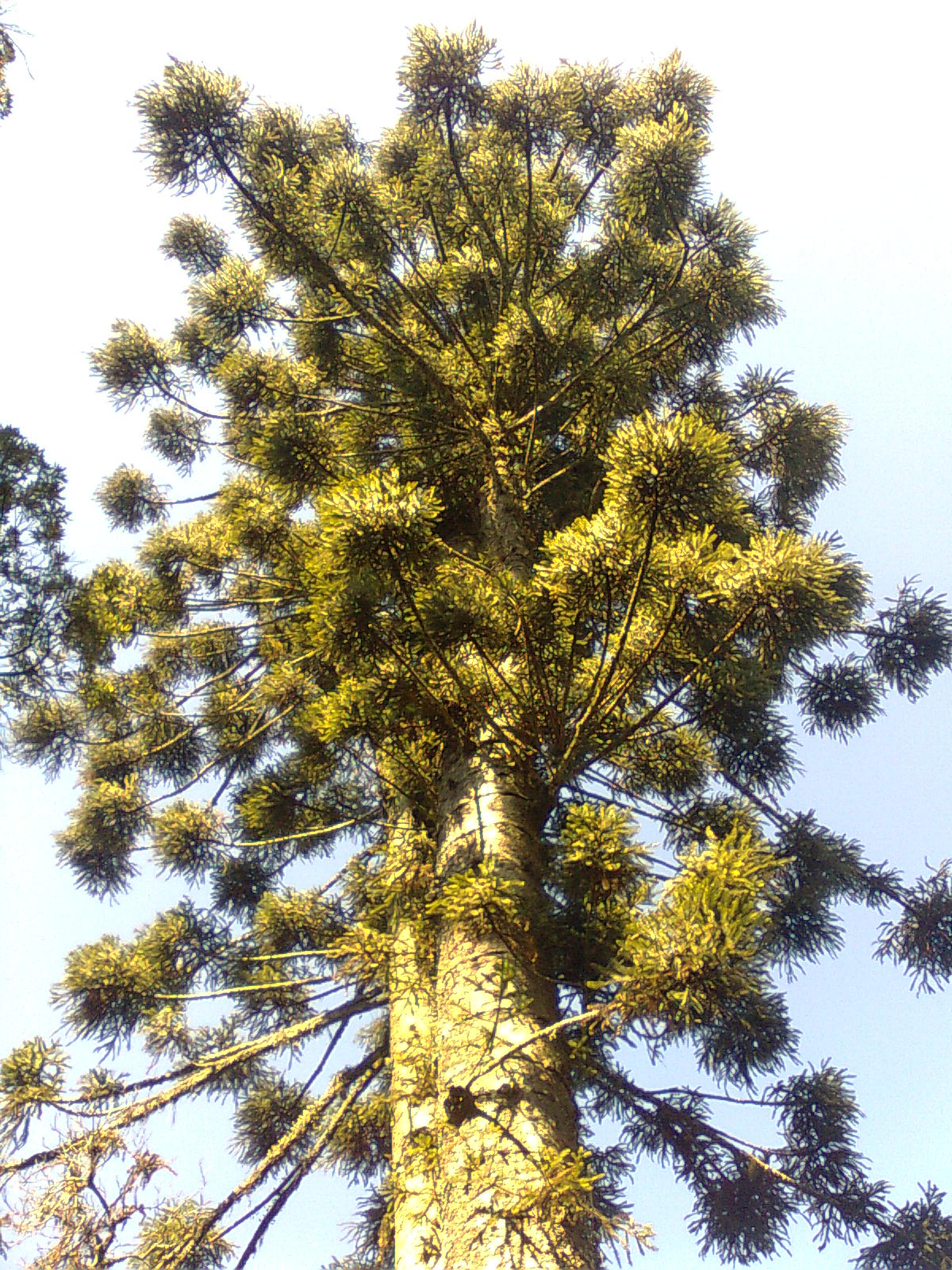 GRAMADO XAVIER: Pinheiro em Linha sao Jose - GX - RS - 2º maior do RS