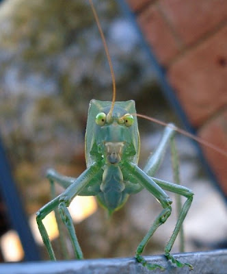 10 Most Alien-like Insects on Earth ~ UNUSUAL THINGs