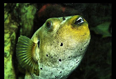 Funny-looking: Smiling Fish