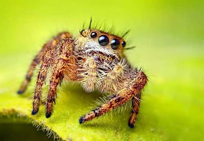 Funny-looking: Dangerous & Funny Spiders