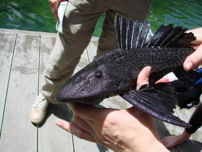 Bizarre fish found in a Leicestershire canal ~ Somethin Bizarre