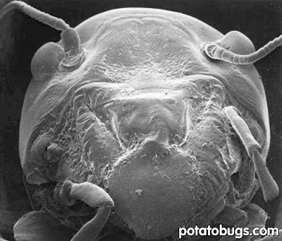 10 Most Diabolical Insects On Earth ~ Somethin Bizarre