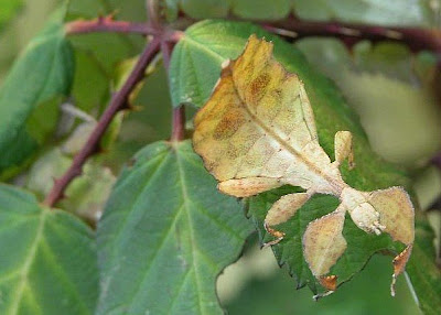 Amazing and Awesome Camouflage Insect ~ Somethin Bizarre