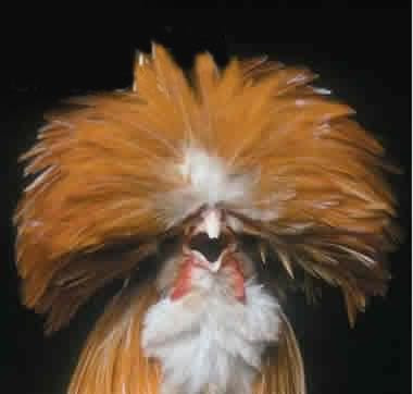 WEIRD NEWS: Weird and Strange Chicken