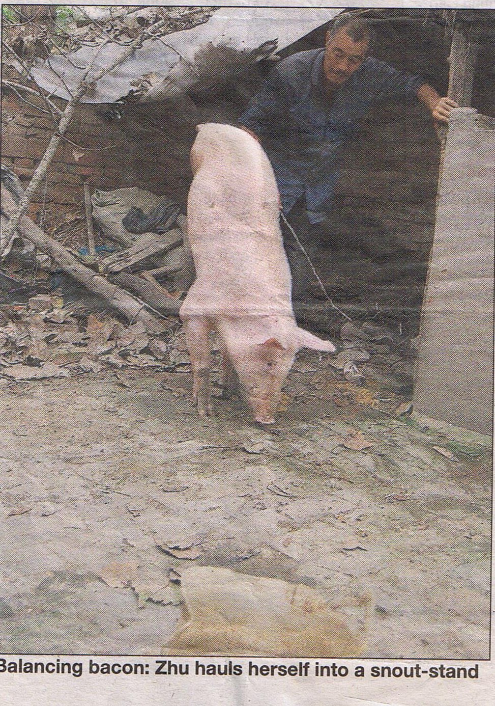 Miss Moore's Day Book: The brave pig, weird stuff for kids