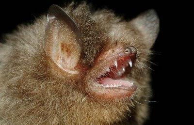 Scary Ugly Bat Pictures | Ugly Pets