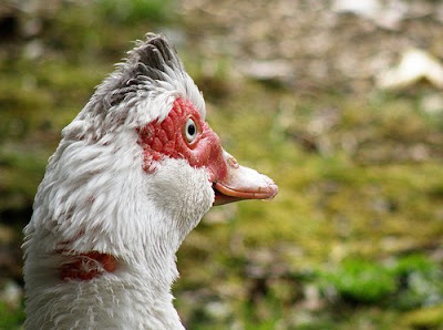 Strange Ugly Duck Pictures | Ugly Pets