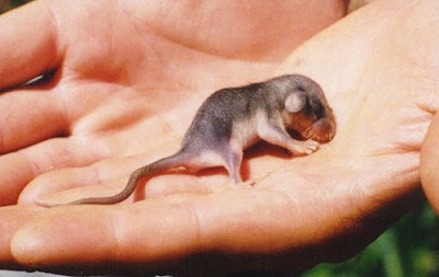 Cute Tiny Baby Possums | Baby Animal Pictures