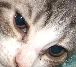 Feline Infectious Peritonitis: Hyphema