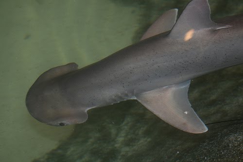 Dolphun: Christina's Summer Dolphin Adventure