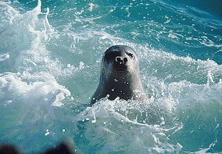 Animaux en voie de disparition: Le phoque moine