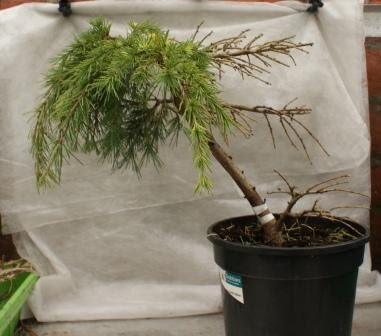 Beginning Bonsai: Weetrees Bunjin Competition