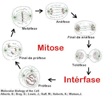 BIO-LEPRAS: MITOSE