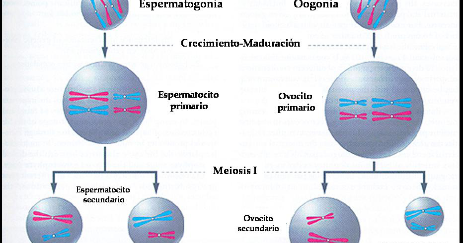 MANU'S BLOG: Gametogenesis