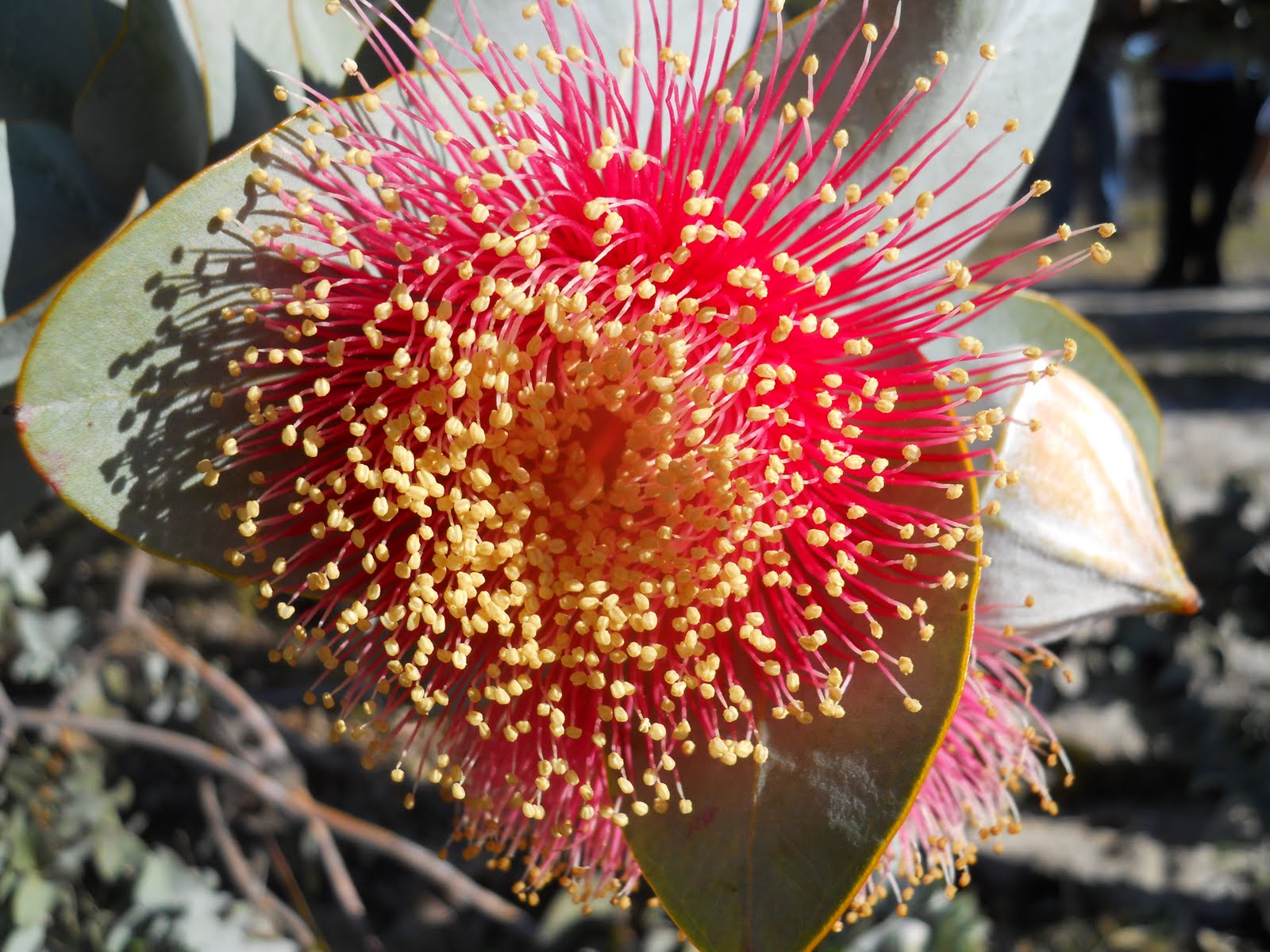 Right Around We Go: Western Flora Caravan Park:
