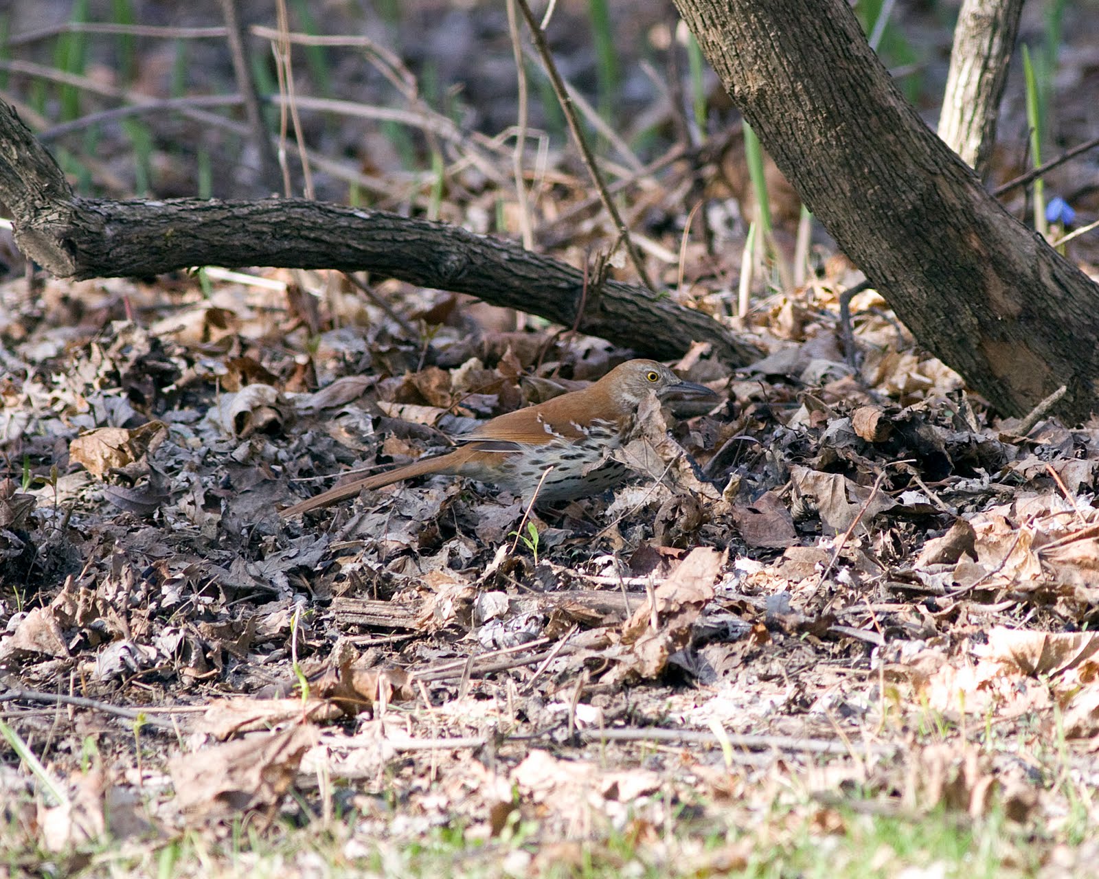 Ann Brokelman Photography: Brown Thrasher and Diane and Garys Red ...