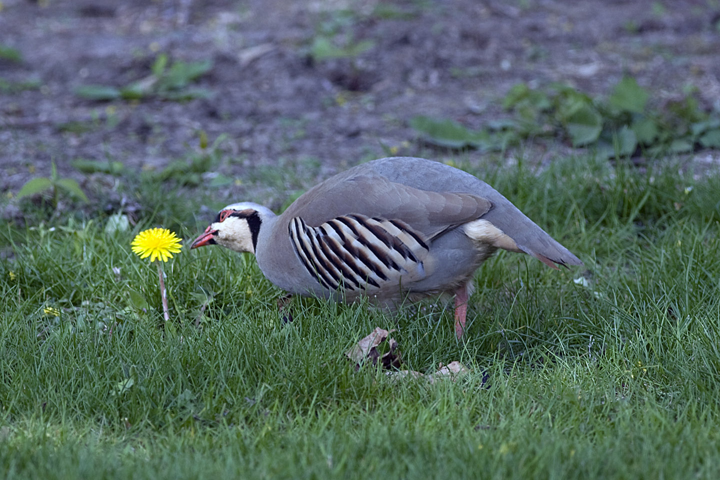 Ann Brokelman Photography: Chukar - a lifer for me April 29, 2010