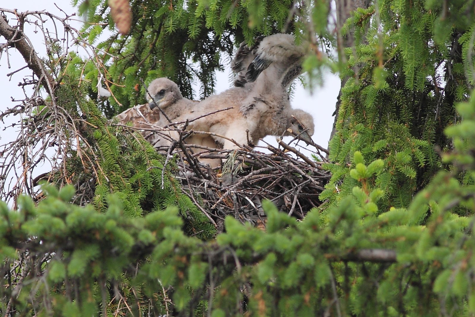 Red-Tailed Hawk Nest 2009-2017: Red-Tailed Hawks all seen - 2 adults ...
