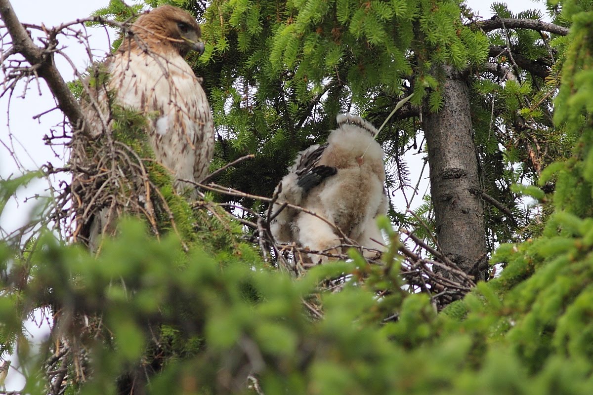 Red-Tailed Hawk Nest 2009-2017: Red-Tailed Hawks all seen - 2 adults ...