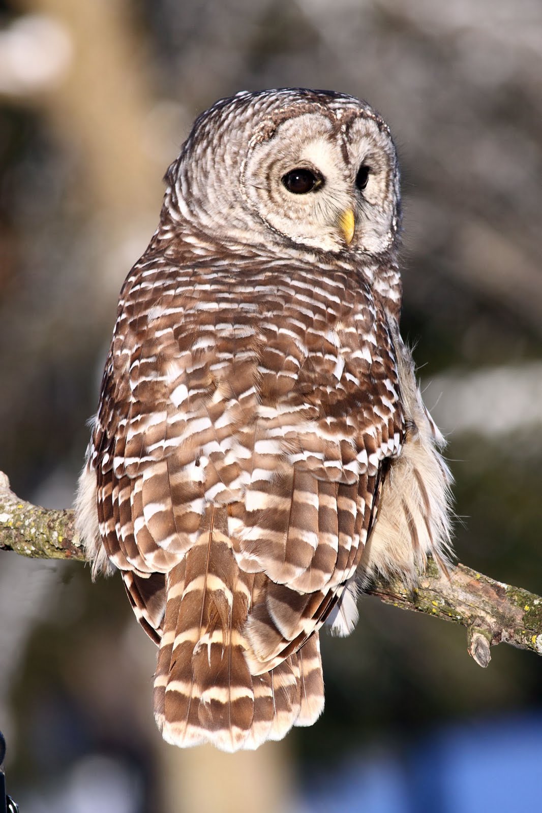 Ann Brokelman Photography: Photo Class at Mountsberg - Owls oh my