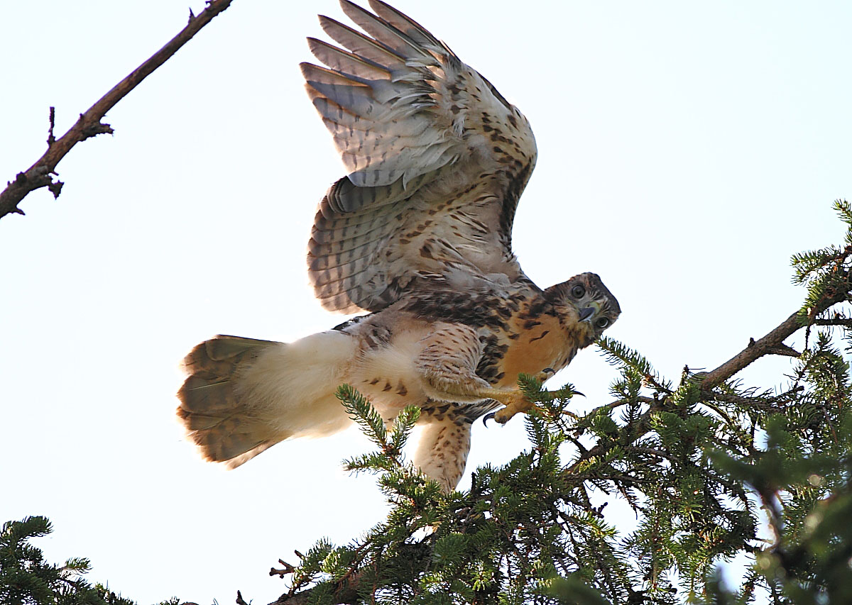 Red-Tailed Hawk Nest 2009-2017: Female Red-Tailed Hawk brings food to ...