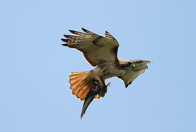 Red-Tailed Hawk Nest 2009-2017: Female Red-Tailed Hawk brings food to ...
