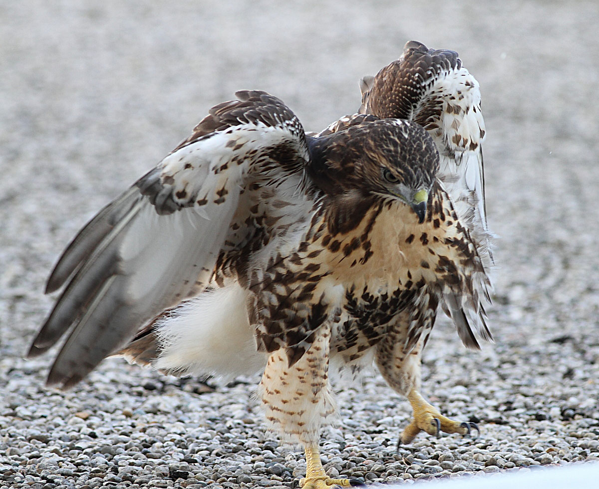 Red-Tailed Hawk Nest 2009-2017: Red Tailed Hawk fledgling playing with ...