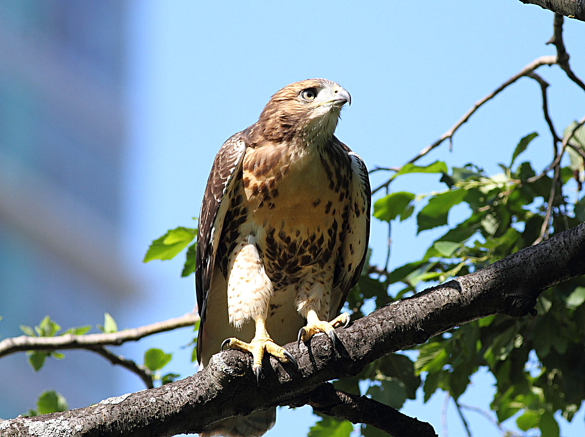 Red-Tailed Hawk Nest 2009-2017: Red-Tailed Hawk fledgling - Picture ...