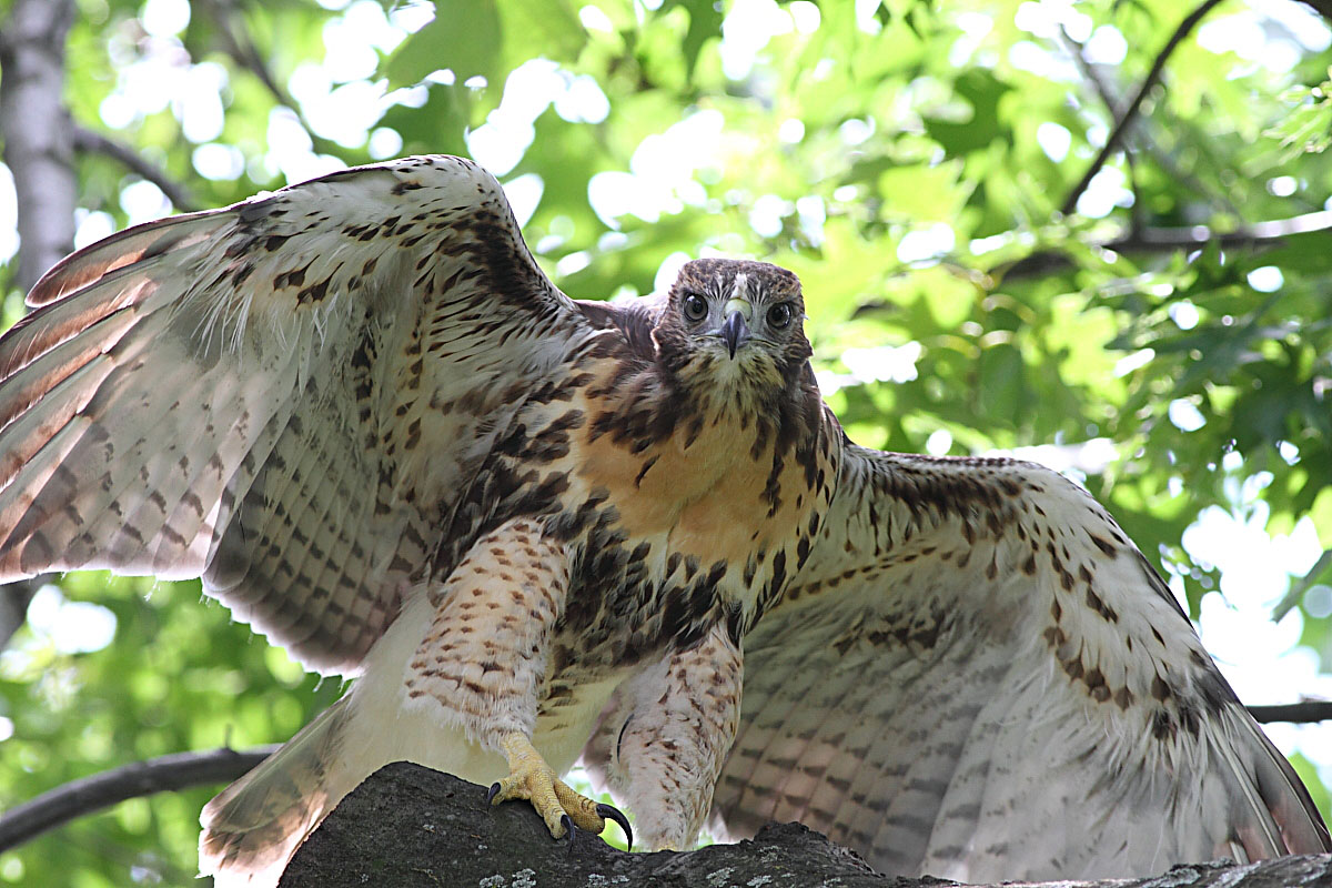 Red-Tailed Hawk Nest 2009-2017: Red tailed Hawk fledgling on tree ...